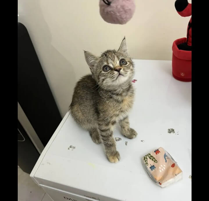 زولكر - Scottish Persian kitties