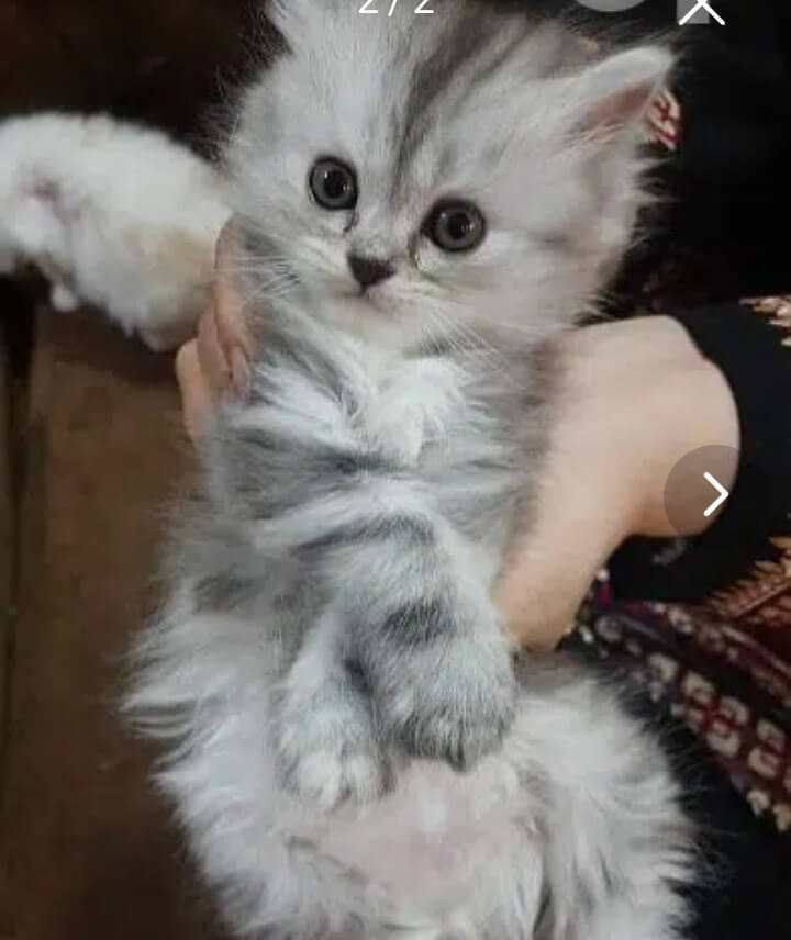 زولكر - قطة شيرازي بيور للبيع