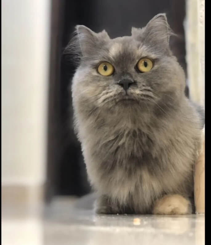 زولكر - قطة شيرازية للبيع Shirazi cat