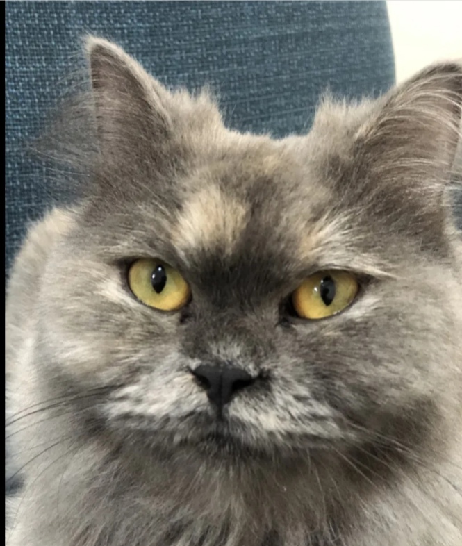 زولكر - قطة شيرازية للبيع Shirazi cat