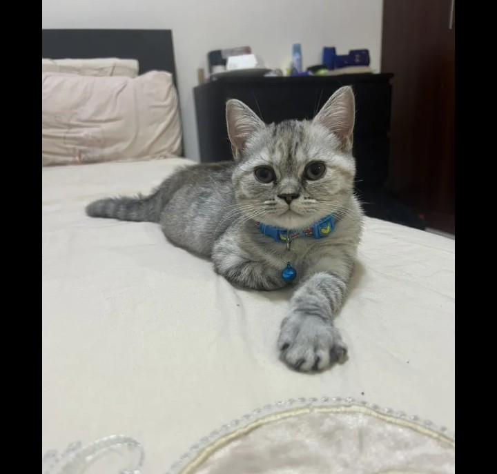 زولكر - Scottish Persian kitties